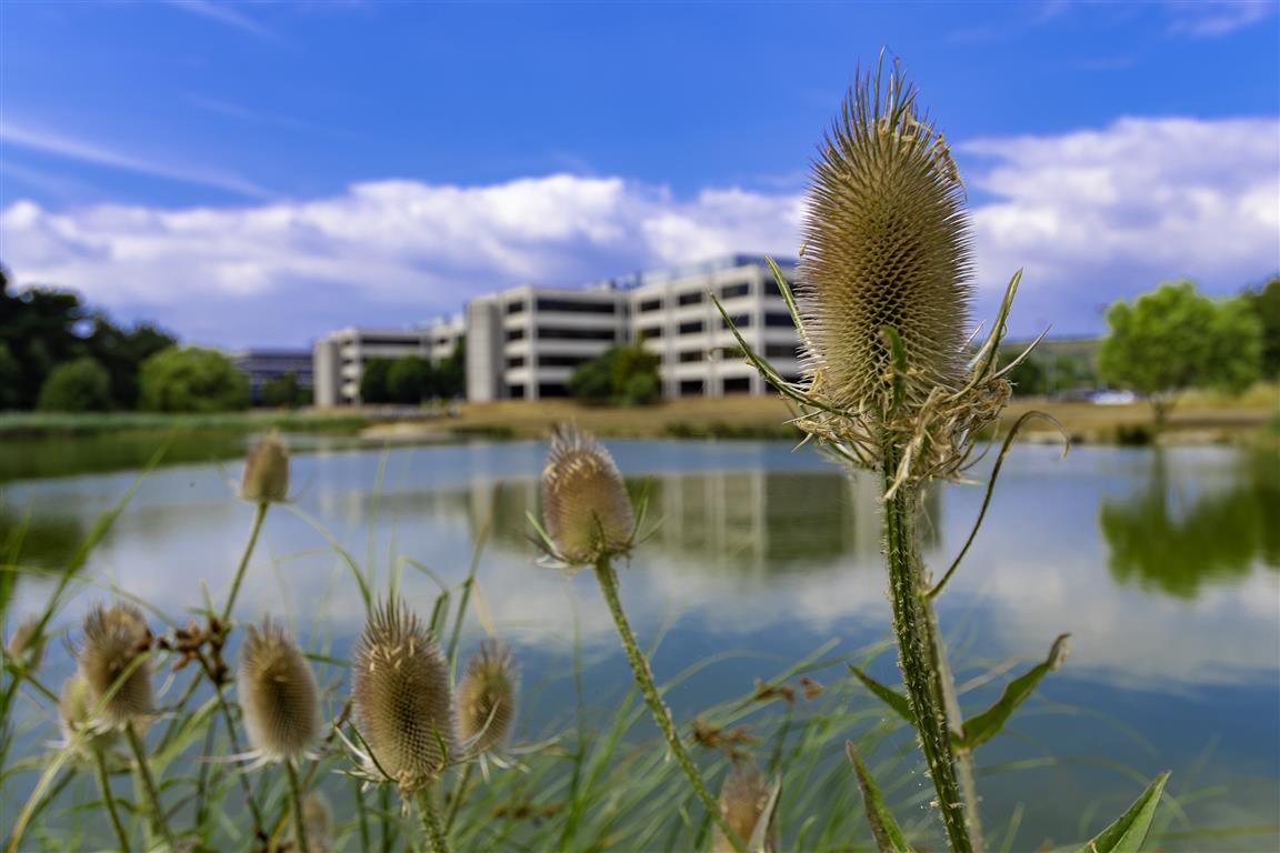 Wildlife Walk - Lakeside North Harbour